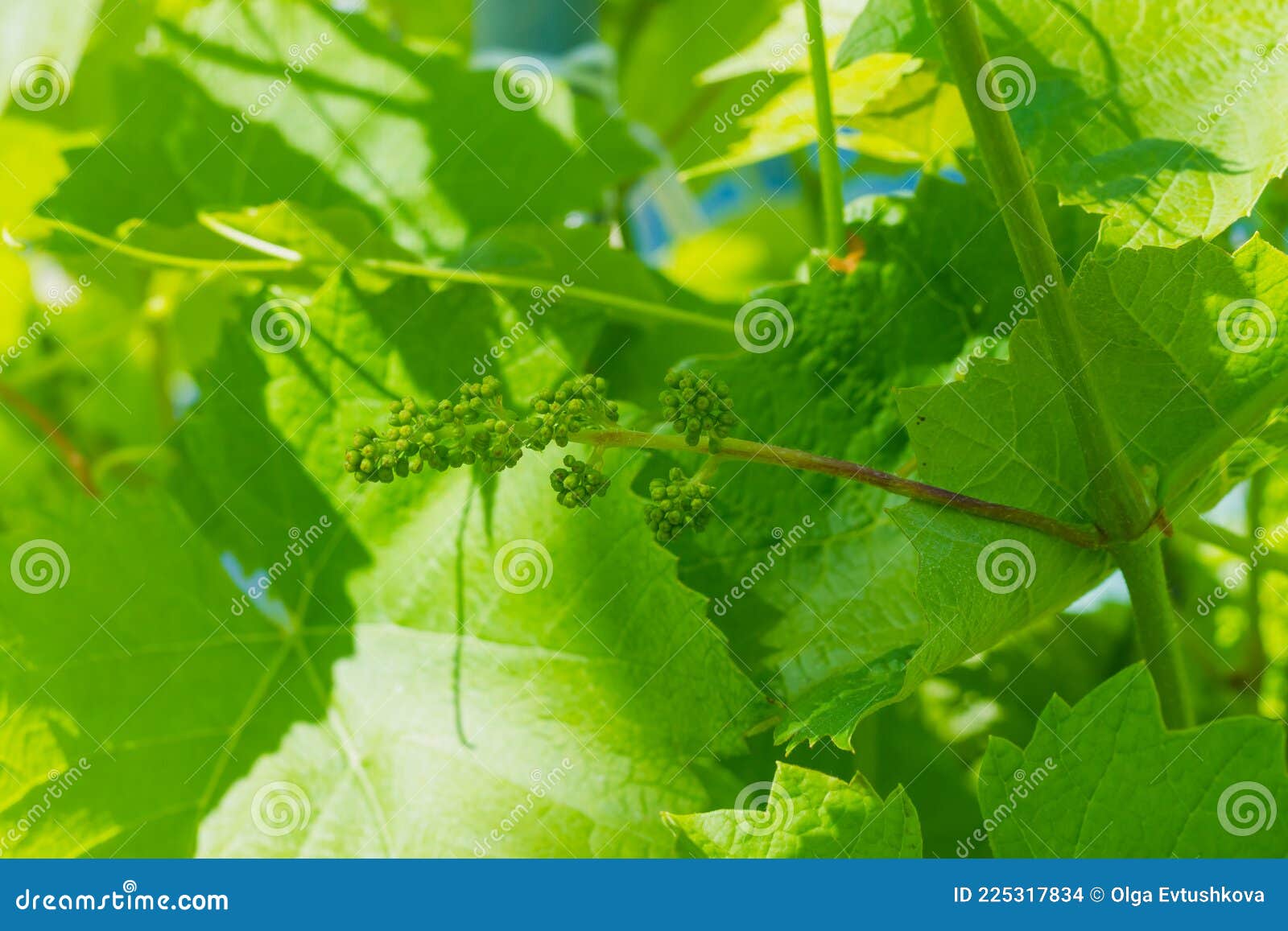 Grape Buds on a Young Green Shoot before Flowering Stock Photo - Image ...