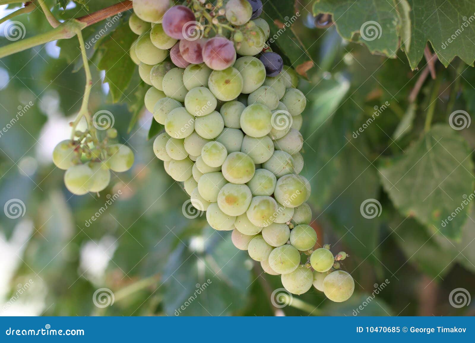 Grape bunch stock image. Image of grapevine, white, bunch - 10470685