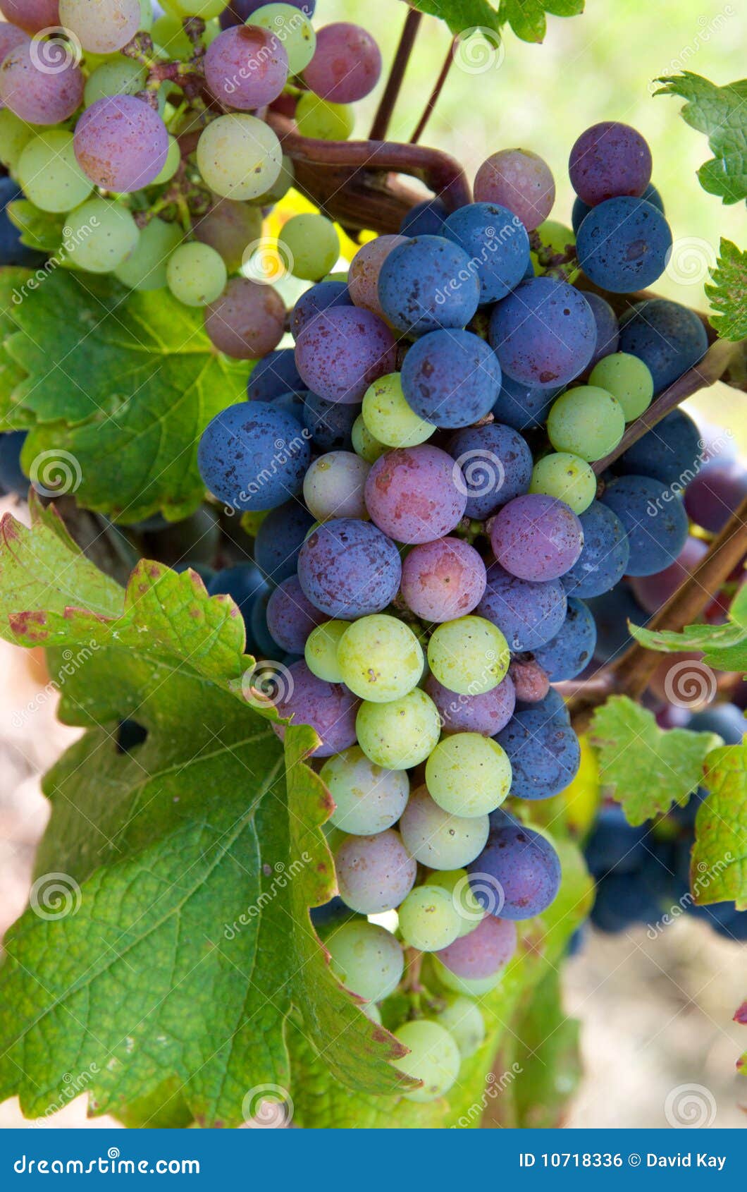 Grape bunch stock photo. Image of green, cluster, macro - 10718336