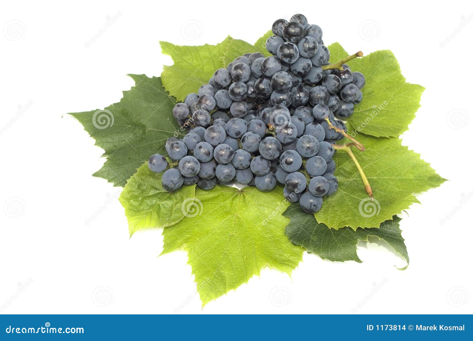 Grape bunch 6 stock photo. Image of close, autumn, vineyard - 1173814