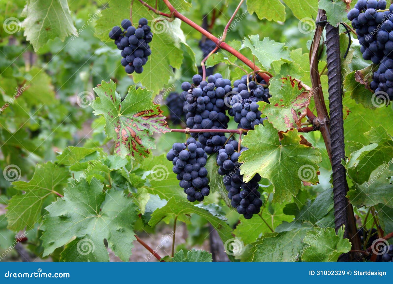 Grape bunch stock image. Image of basket, natural, bunches - 31002329