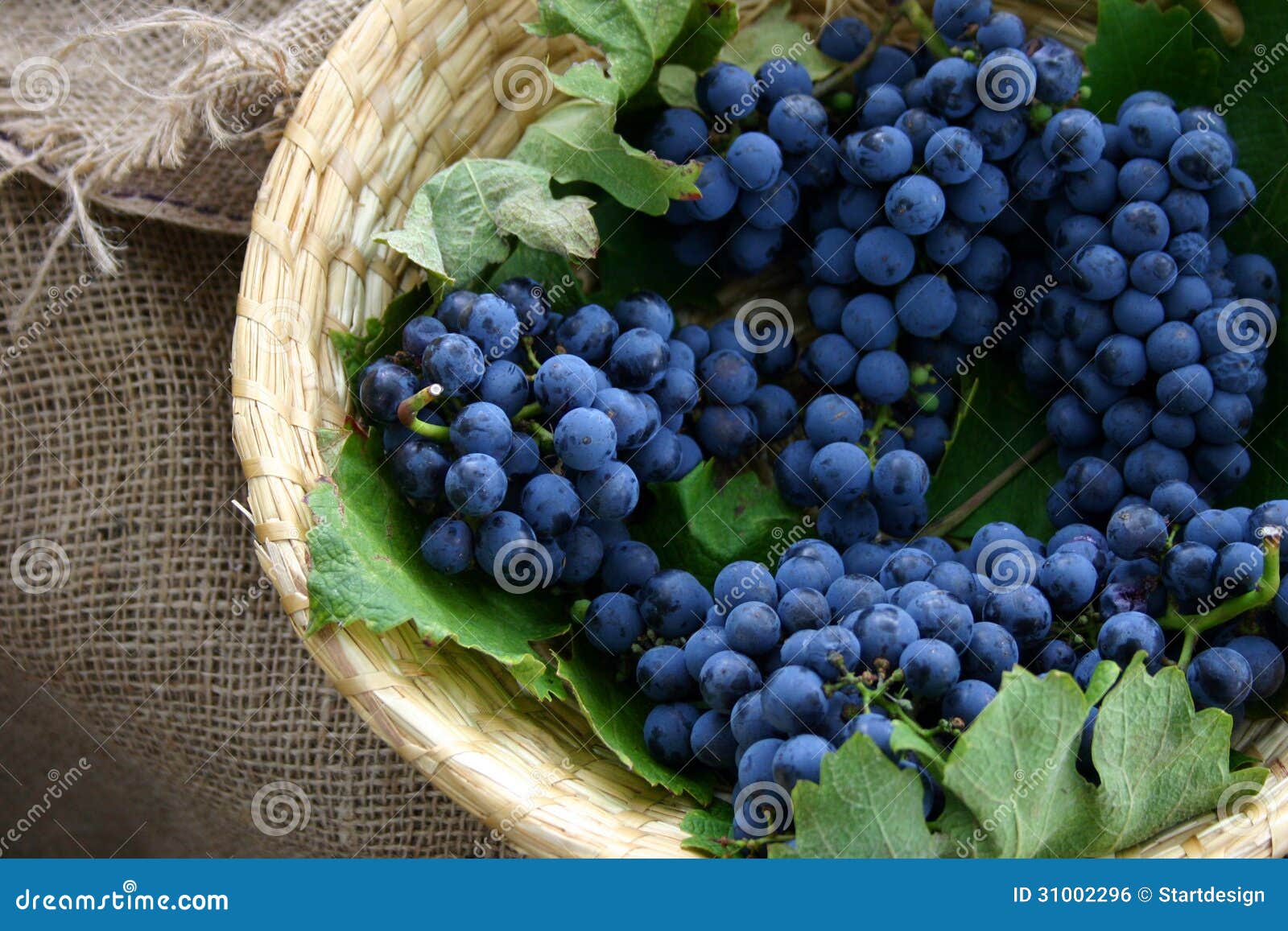 Grape bunch stock photo. Image of diet, nature, grappe - 31002296