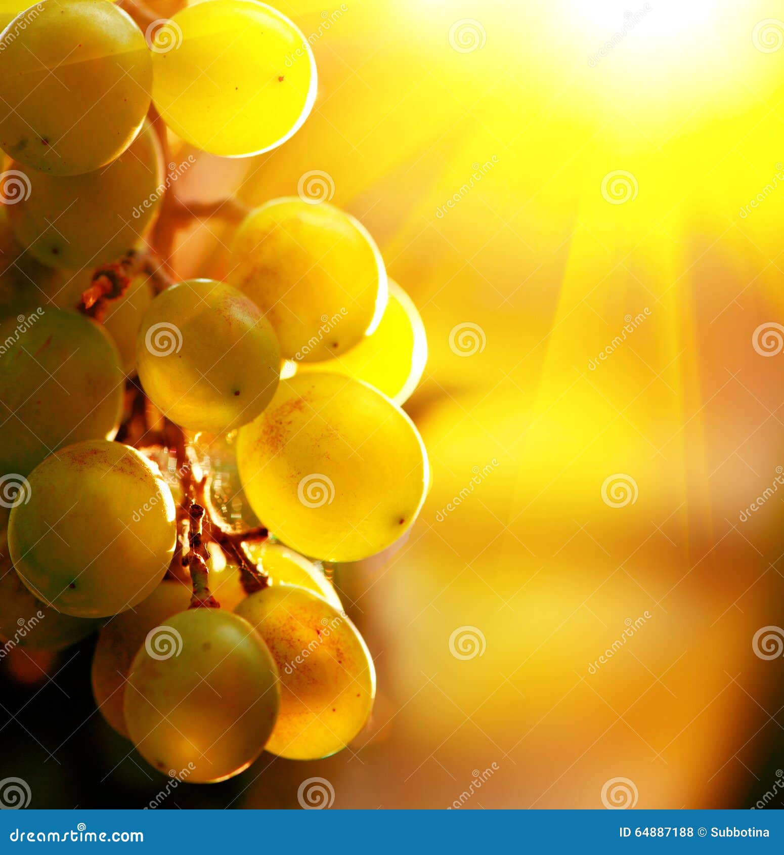 Grape. Bunch of Grapes on Grapevine Stock Photo - Image of outdoors ...