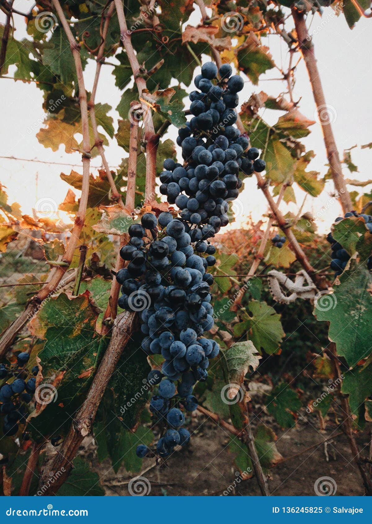 Grape bunch stock image. Image of fruit, farm, grown - 136245825