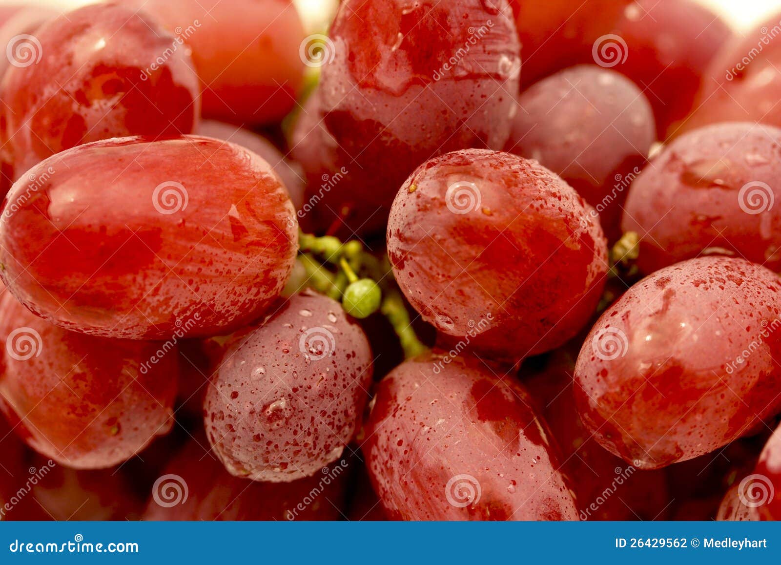 Grape Bunch and Stem stock photo. Image of harvest, tasty - 26429562