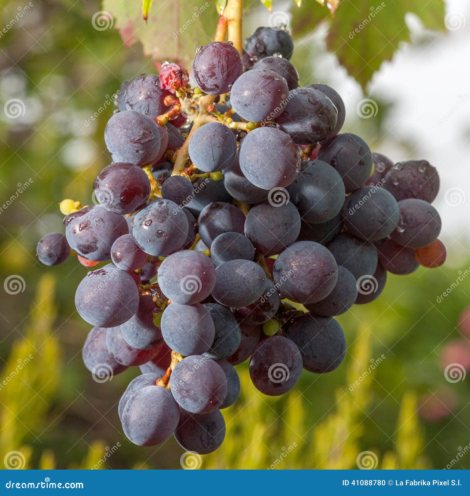 Grape bunch stock photo. Image of delicious, black, summer - 41088780