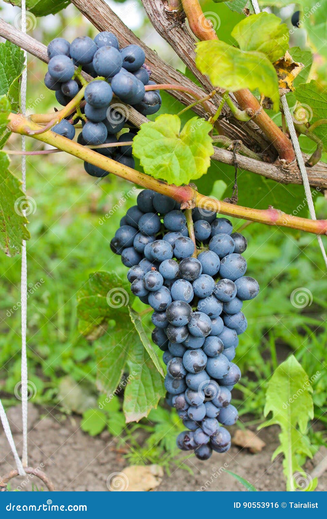 The grape bunch stock photo. Image of leaves, outdoor - 90553916