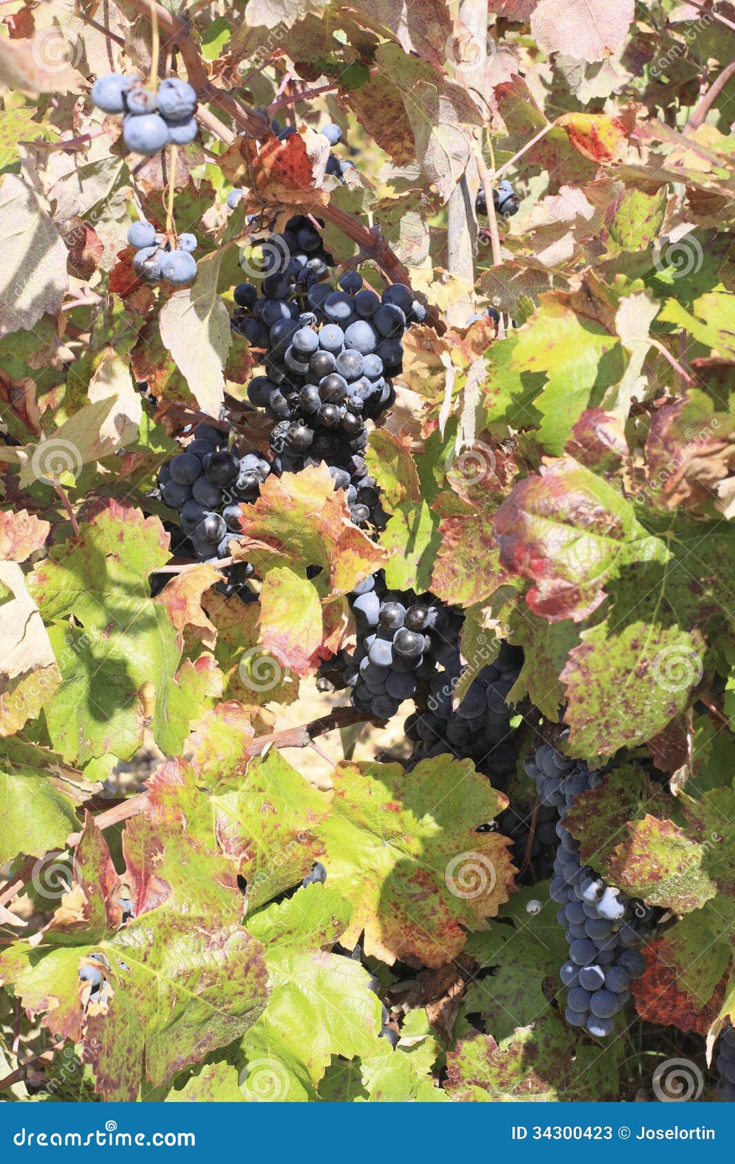 Grape bunch stock image. Image of harvest, nature, vegetable - 34300423