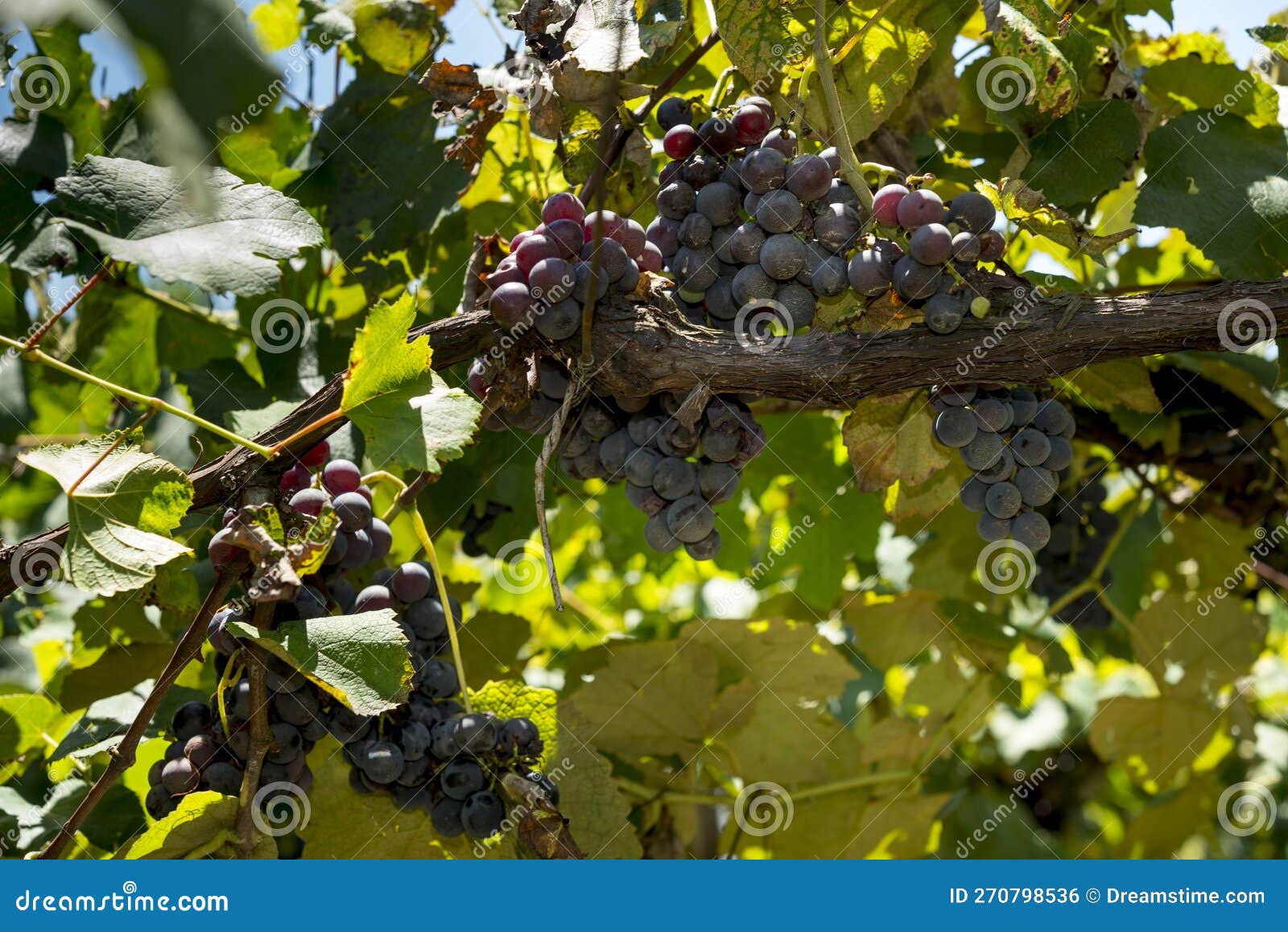 Grape Bunches in Vineyard Ready To Be Harvested Stock Photo - Image of season, vitaceae: 270798536