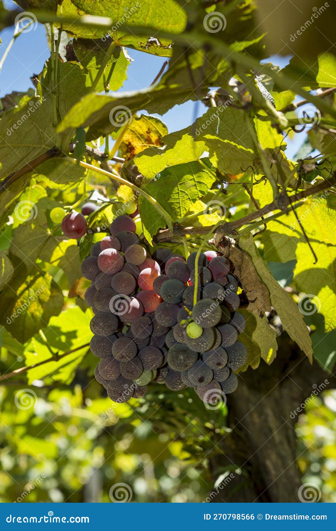 Grape Bunches in Vineyard Ready To Be Harvested Stock Photo - Image of ...