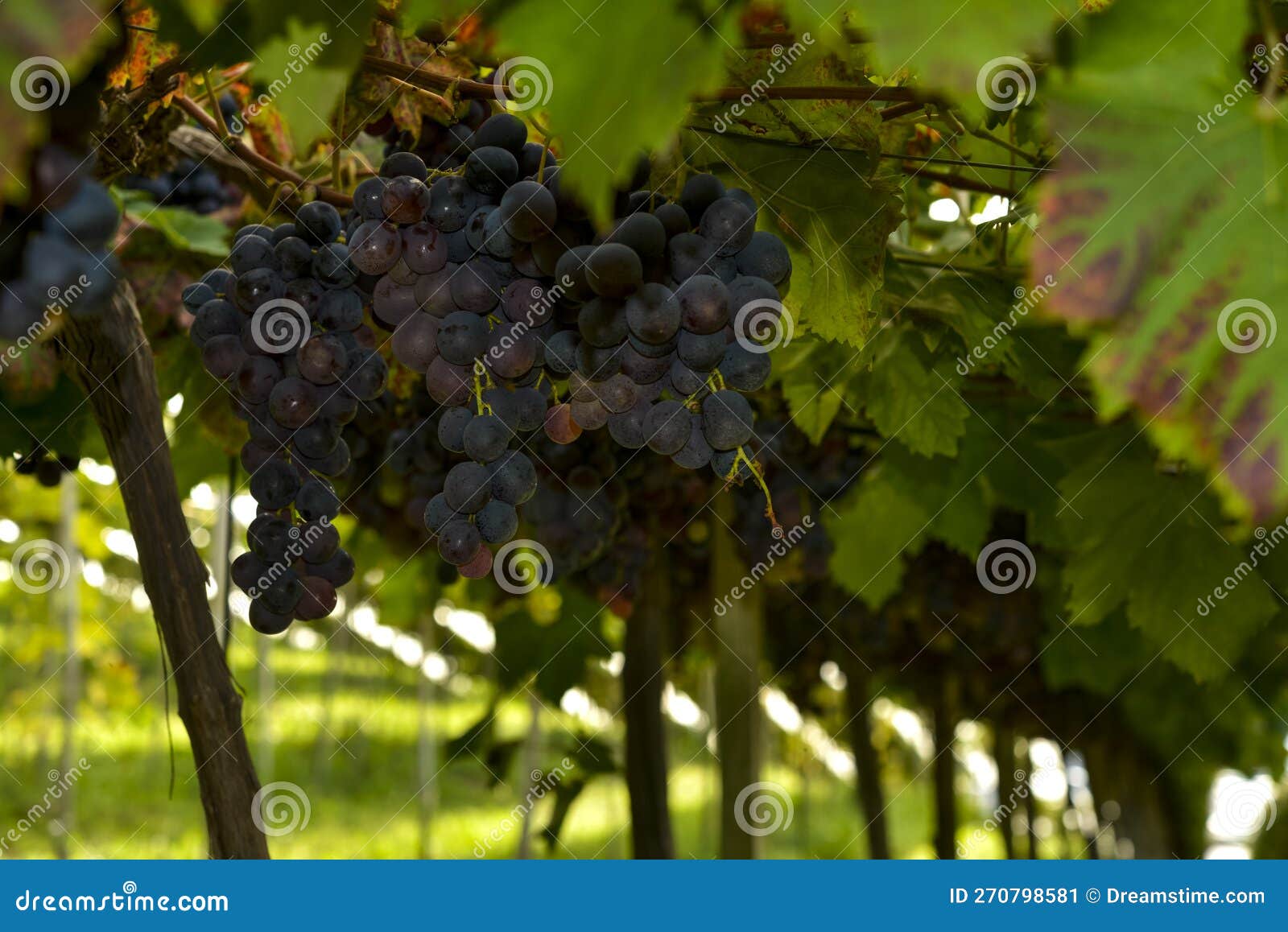 Grape Bunches in Vineyard Ready To Be Harvested Stock Image - Image of crop, harvesting: 270798581