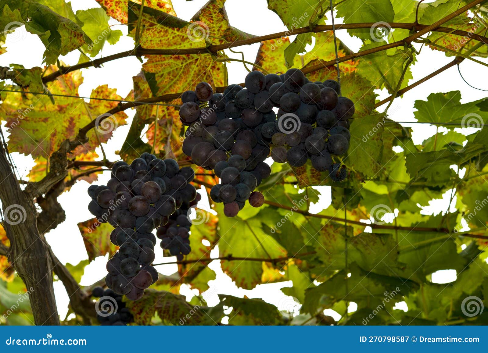 Grape Bunches in Vineyard Ready To Be Harvested Stock Image - Image of ...