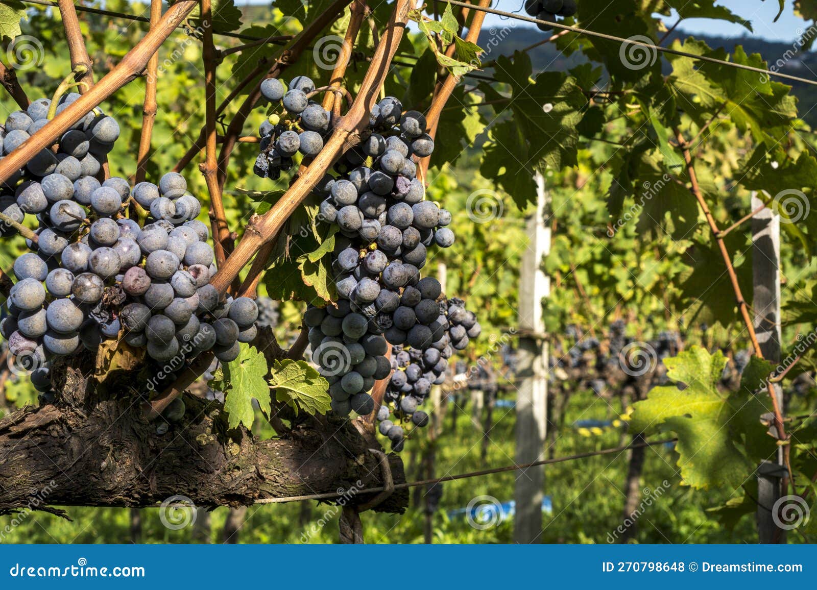 Grape Bunches in Vineyard Ready To Be Harvested Stock Photo - Image of ...