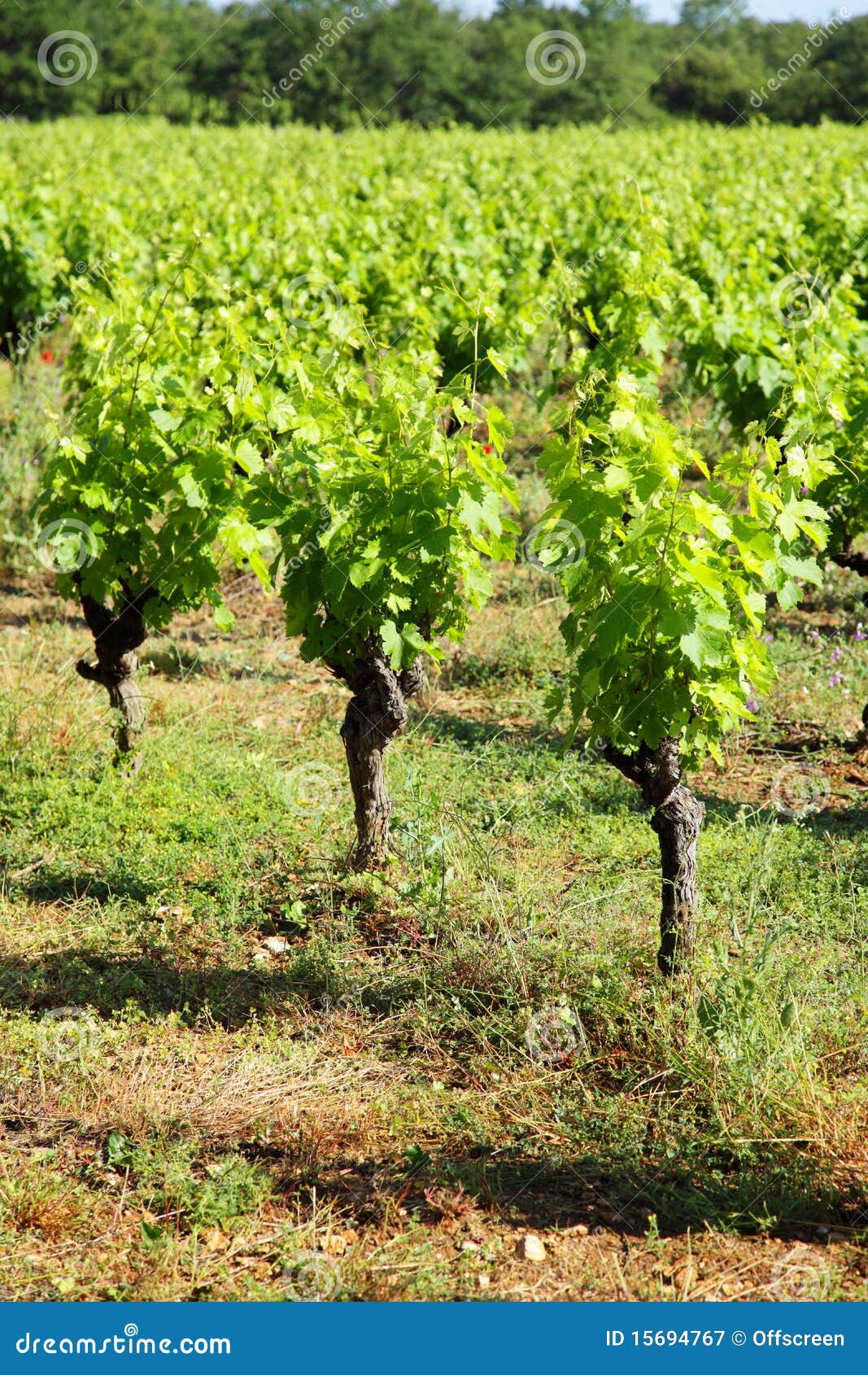 Grape bush stock image. Image of cultivated, vertical - 15694767