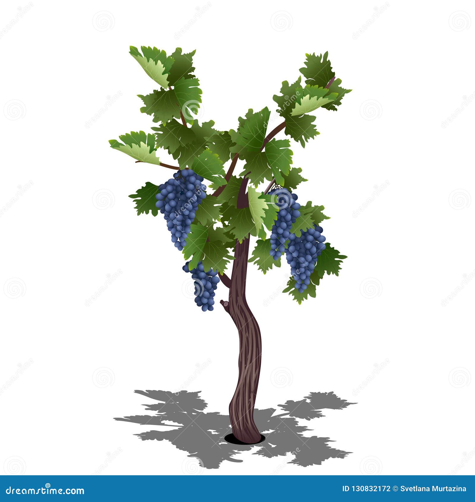 Cartoon Grape Vines Stock Illustrations – 70 Cartoon Grape Vines Stock ...