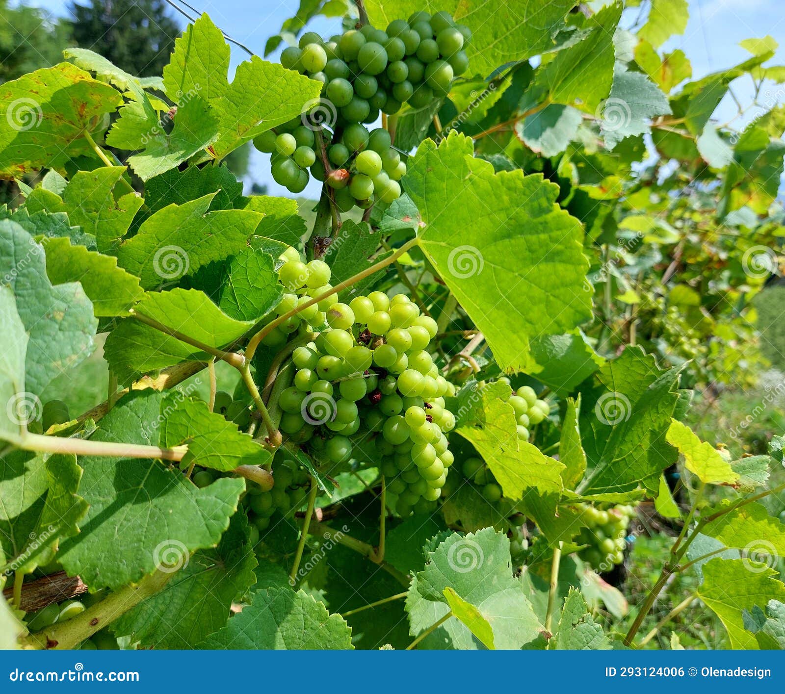 Grape Bush with Green Bunch - Plant on Vineyard Stock Photo - Image of ...
