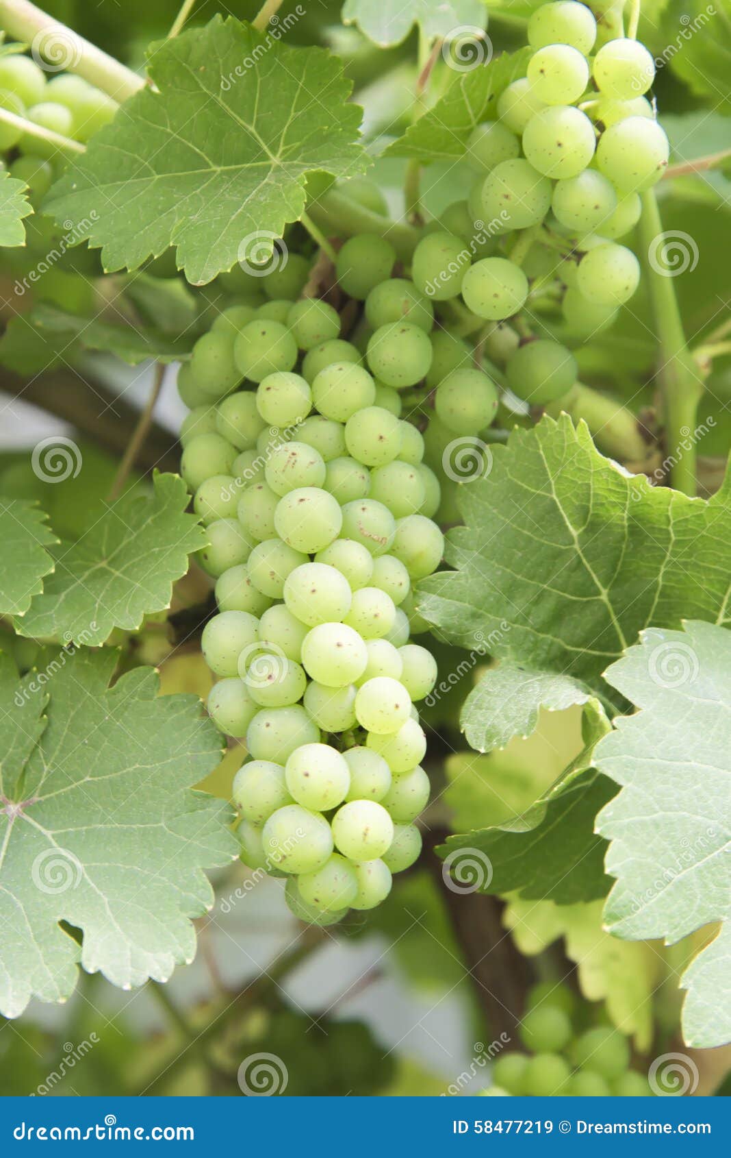 Grape stock image. Image of nature, garden, green, bunch - 58477219