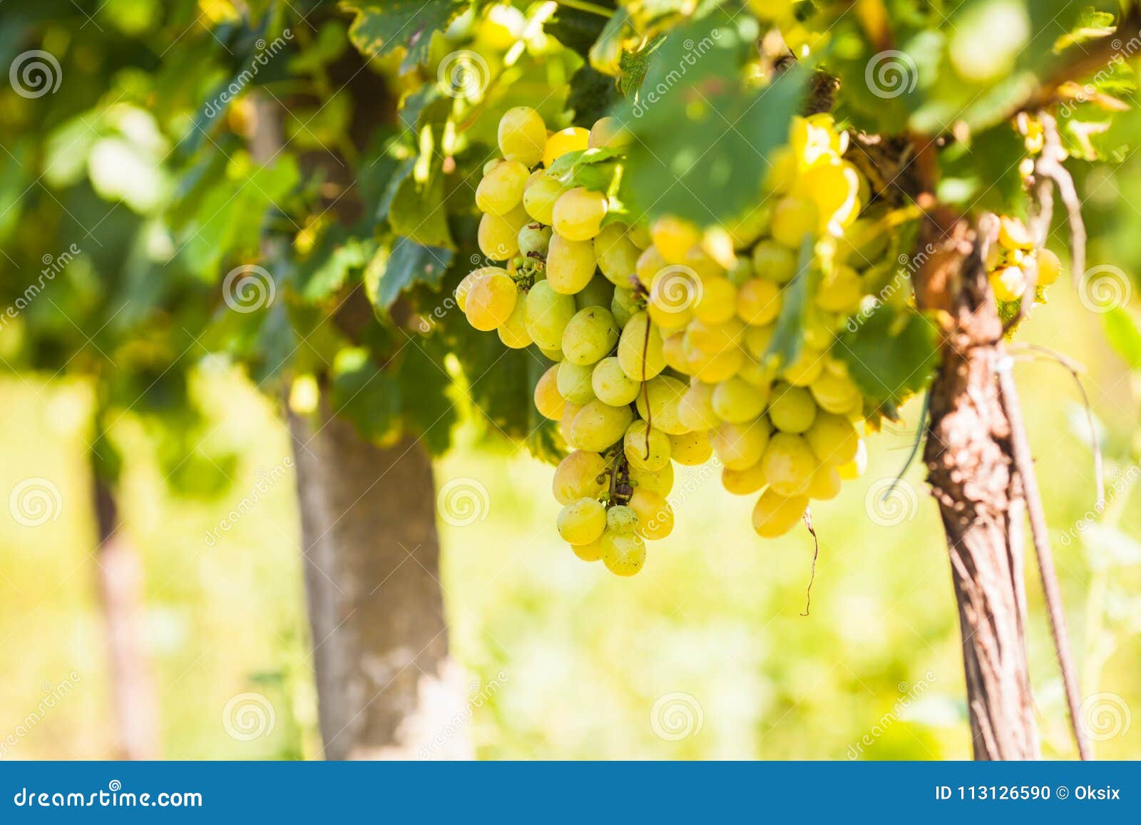 Grape on the bush stock photo. Image of field, leaf - 113126590