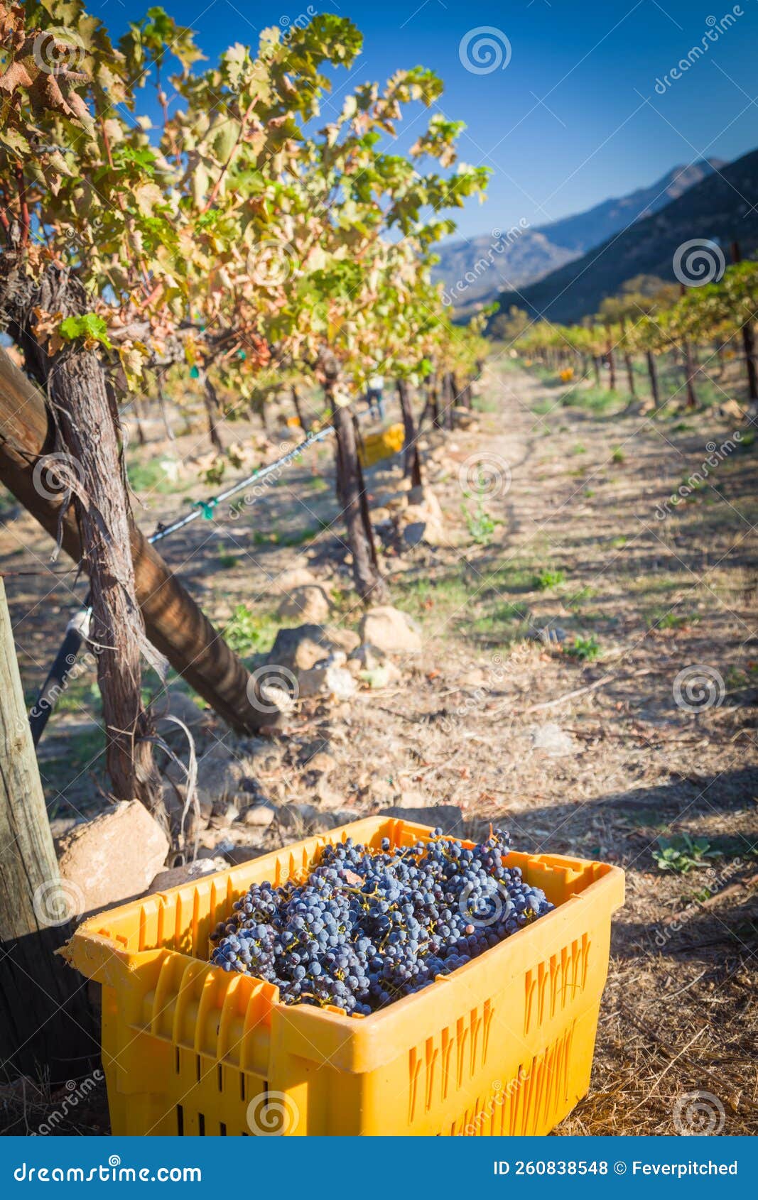 Grape Bushels in Harvest Crates during Vineyard Stock Photo - Image of ...