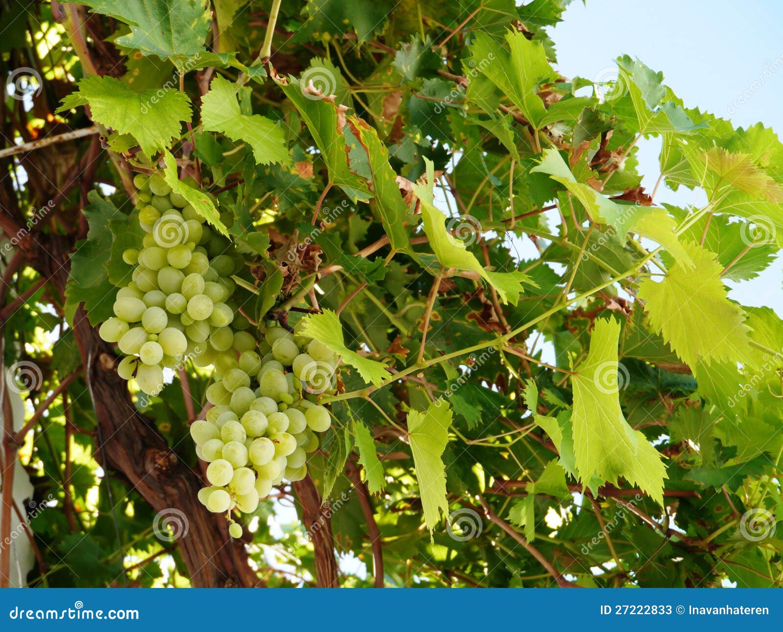 Grape Bushes in Autumn Tree Stock Image - Image of bush, grow: 27222833