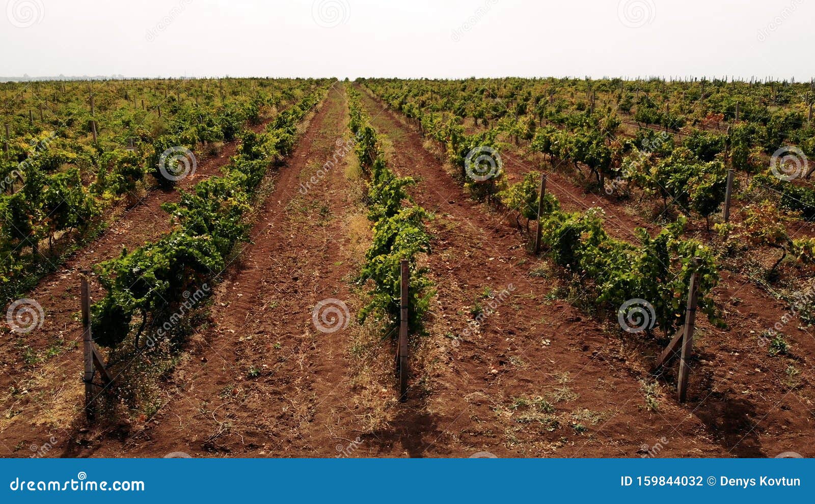 Grape Bushes Growing in Rows. Stock Photo - Image of leaf, field: 159844032