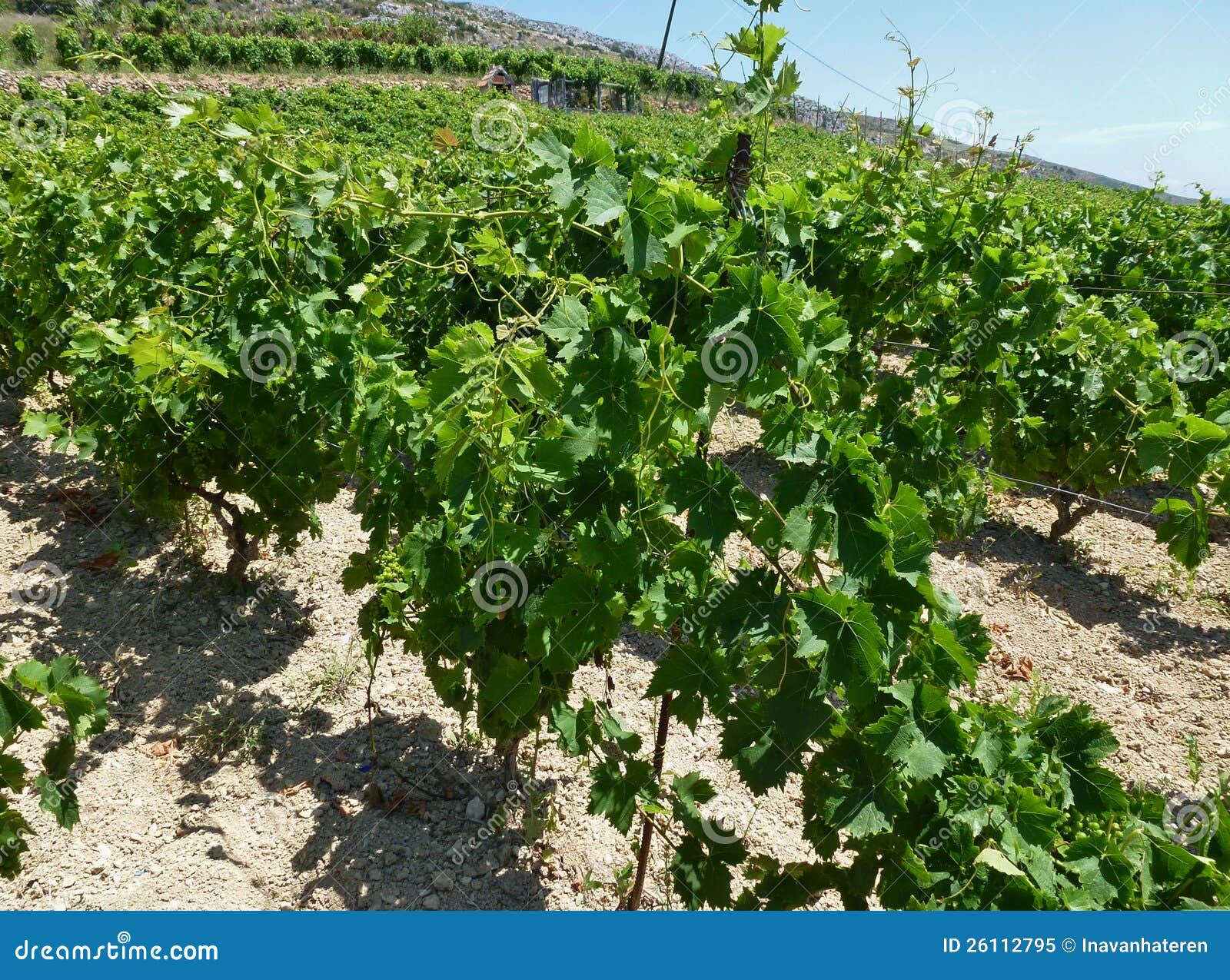 Grape bushes in SpringTree stock image. Image of bushes - 26112795