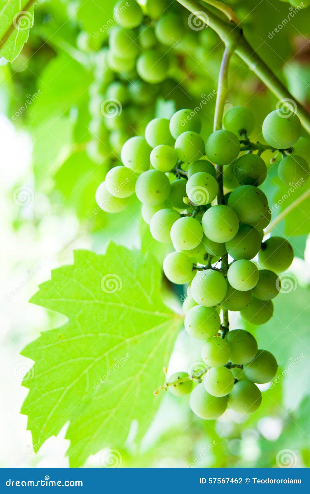 Grape canopy stock photo. Image of plant, bunch, bean - 57567462