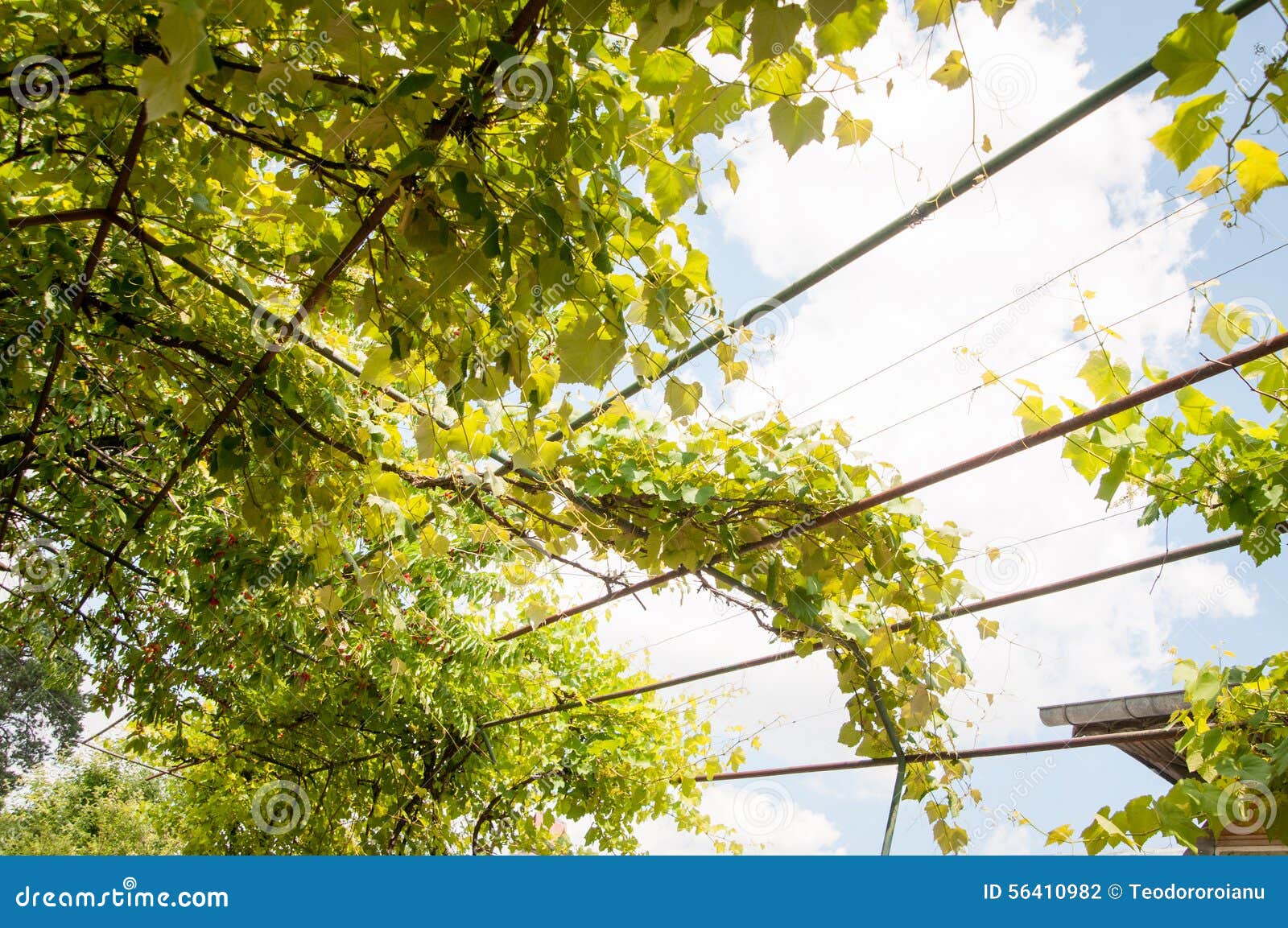 Grape canopy structure stock photo. Image of plants, grapes - 56410982