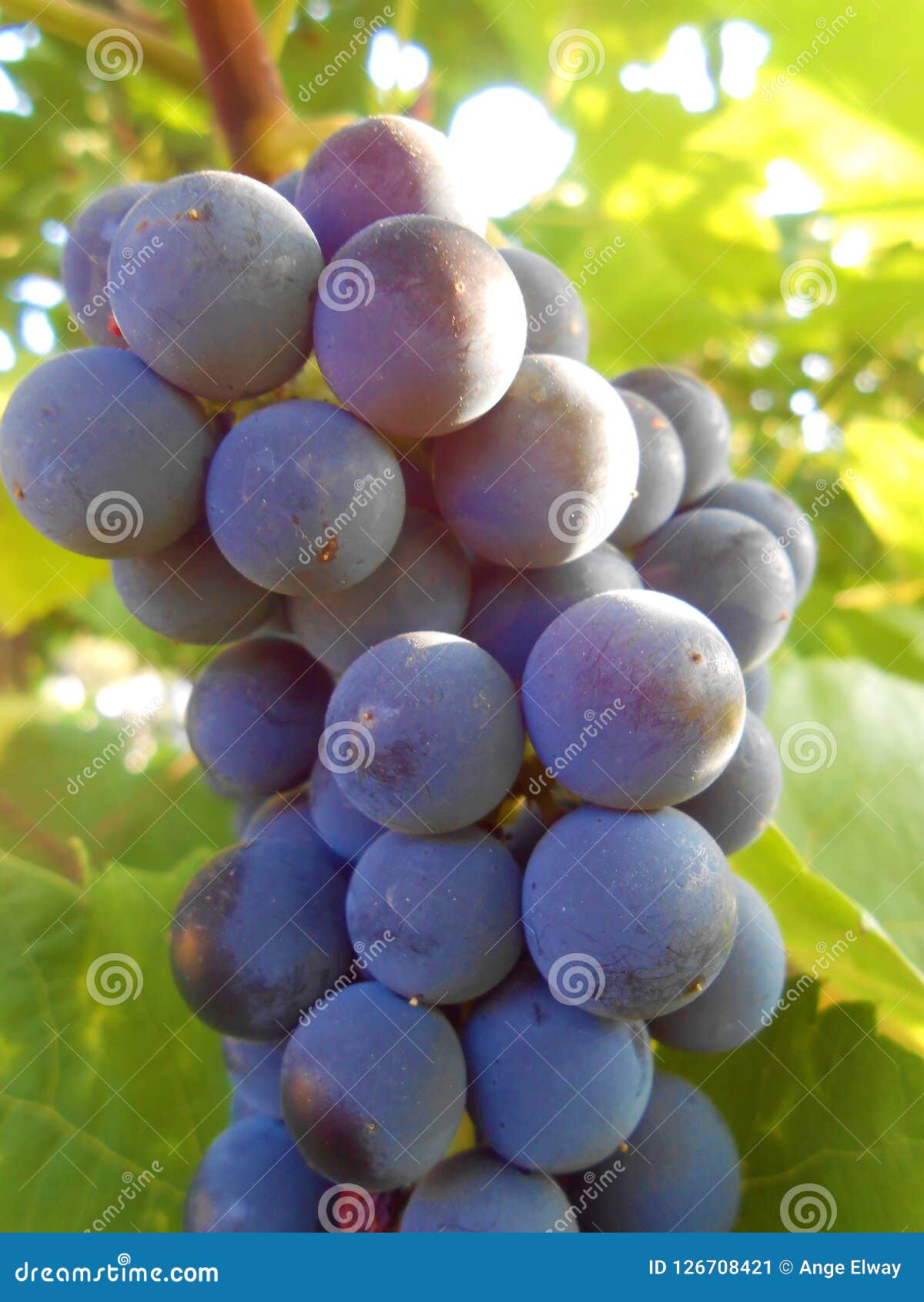 Grape close-up. stock image. Image of grape, blue, leaves - 126708421