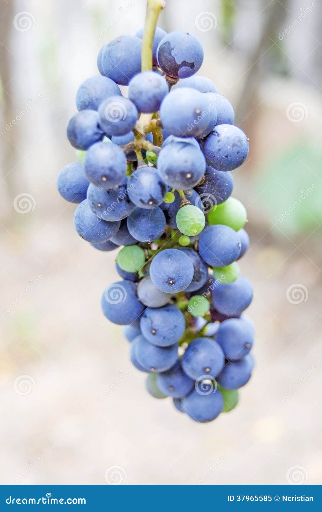Grape close up stock image. Image of grapes, nature, healthy - 37965585
