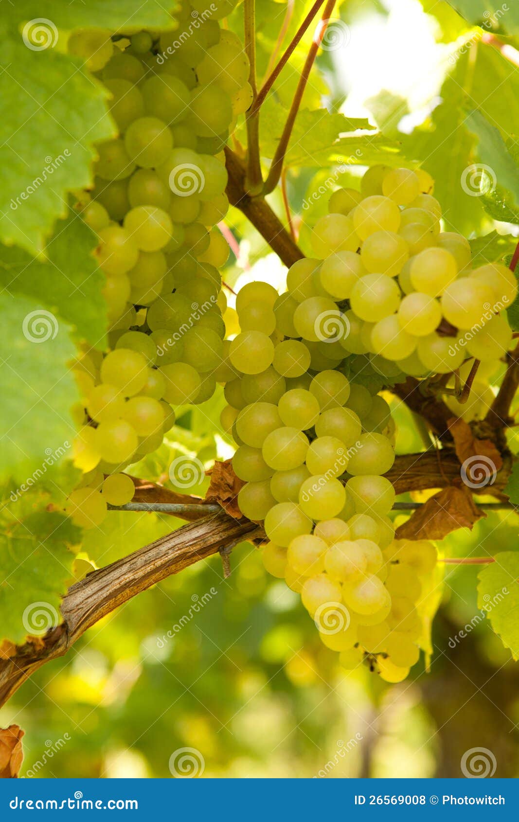 Grape closeup stock photo. Image of grapes, nature, hanging - 26569008