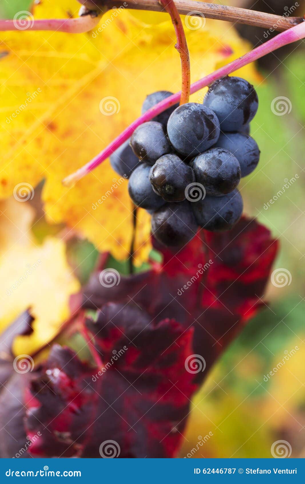Grape Closeup in Autumn with Red and Yellow Leaves Stock Image - Image ...