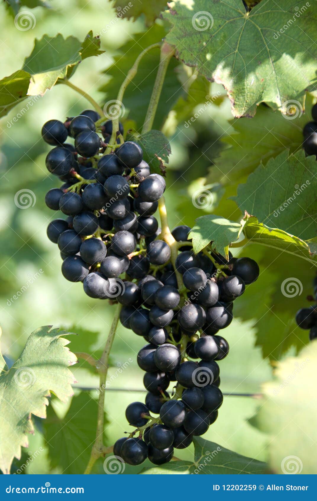 Grape cluster stock image. Image of vineyard, agriculture - 12202259