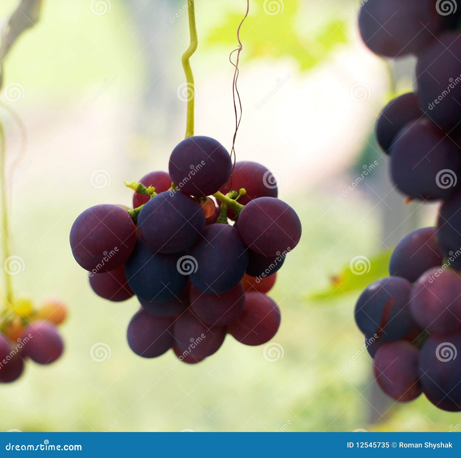 Grape cluster stock image. Image of bunch, leaf, selective - 12545735