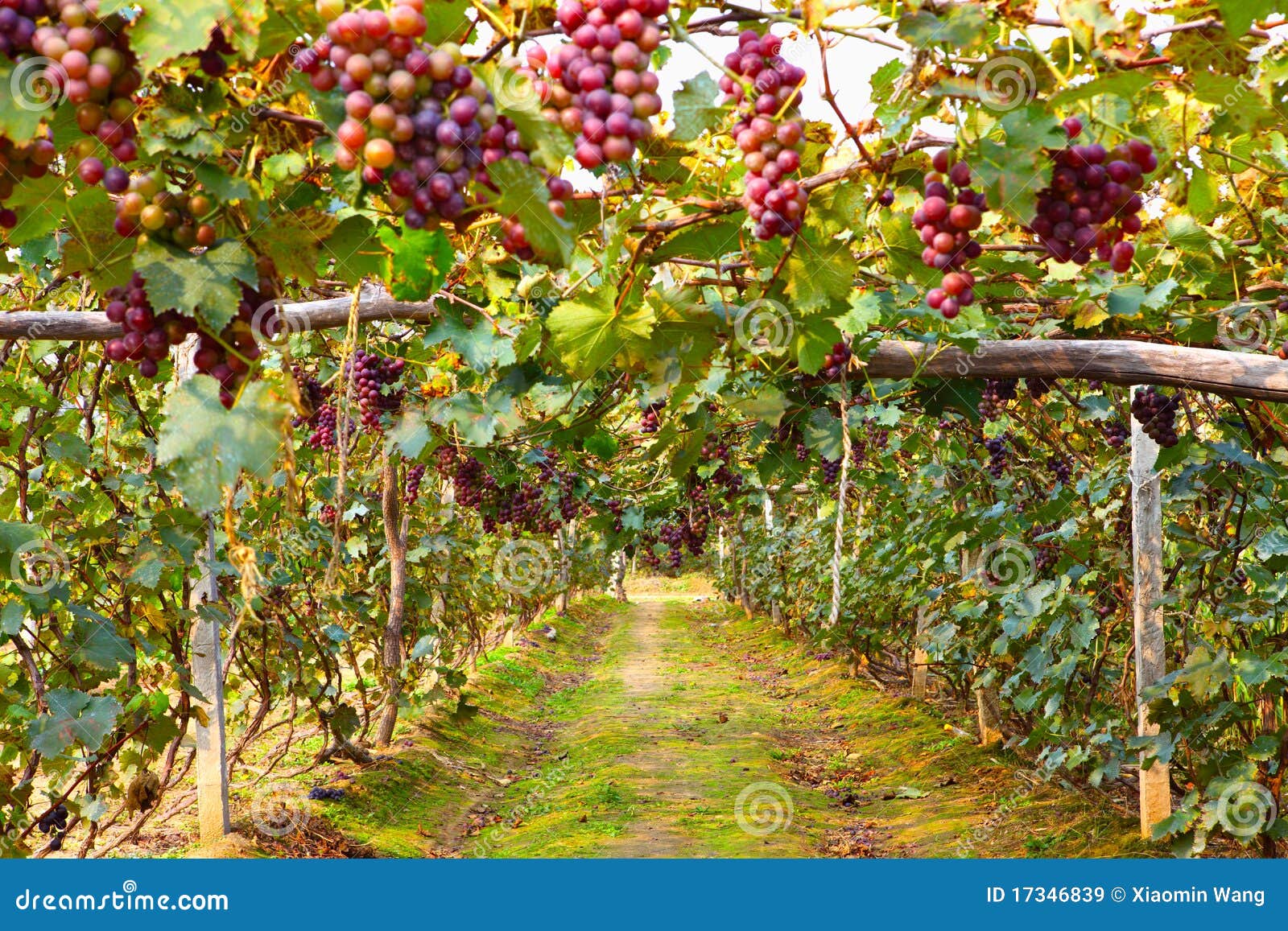 Grape Cluster stock image. Image of juicy, diet, health - 17346839