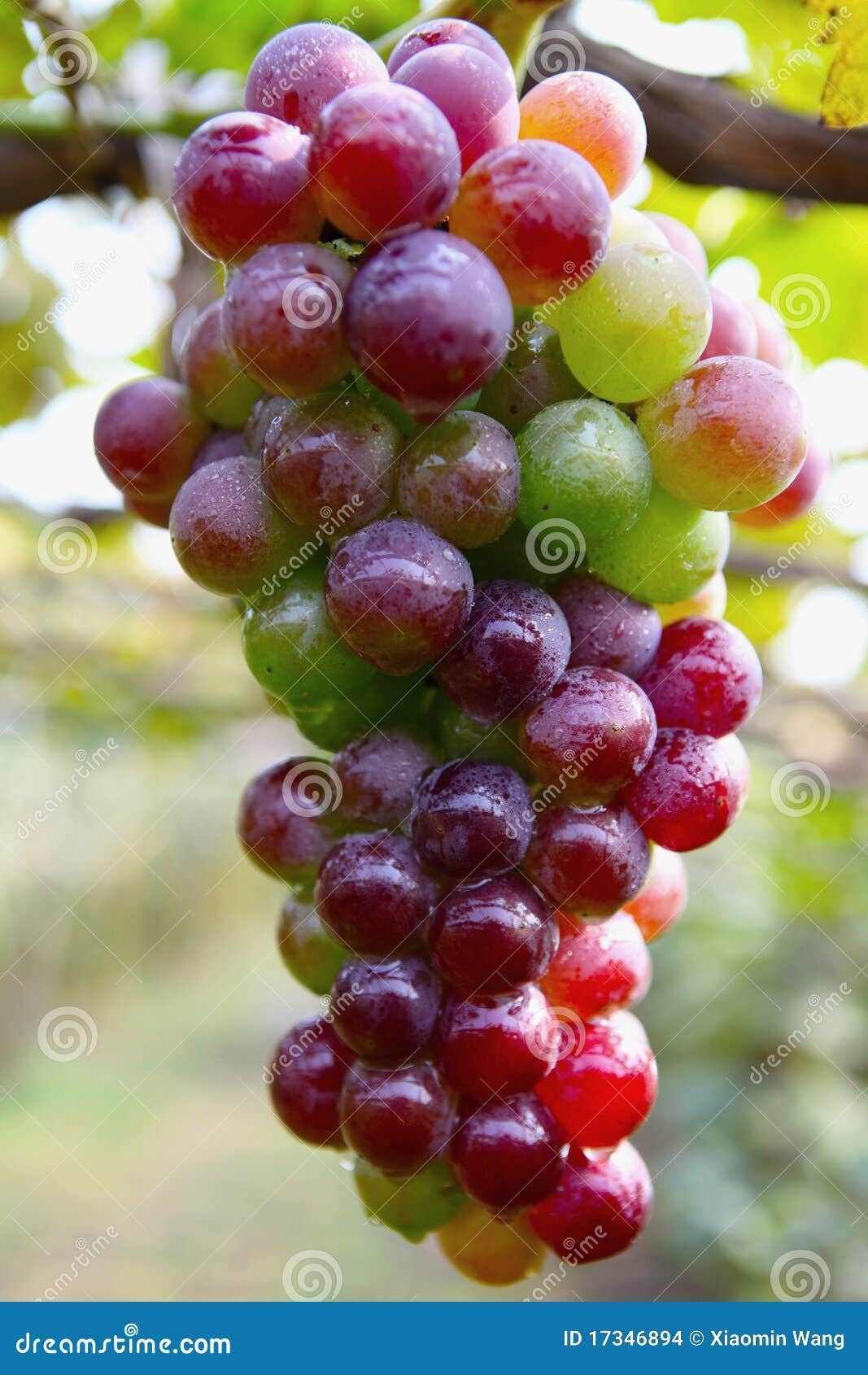 Grape Cluster stock photo. Image of farming, growth, cluster - 17346894