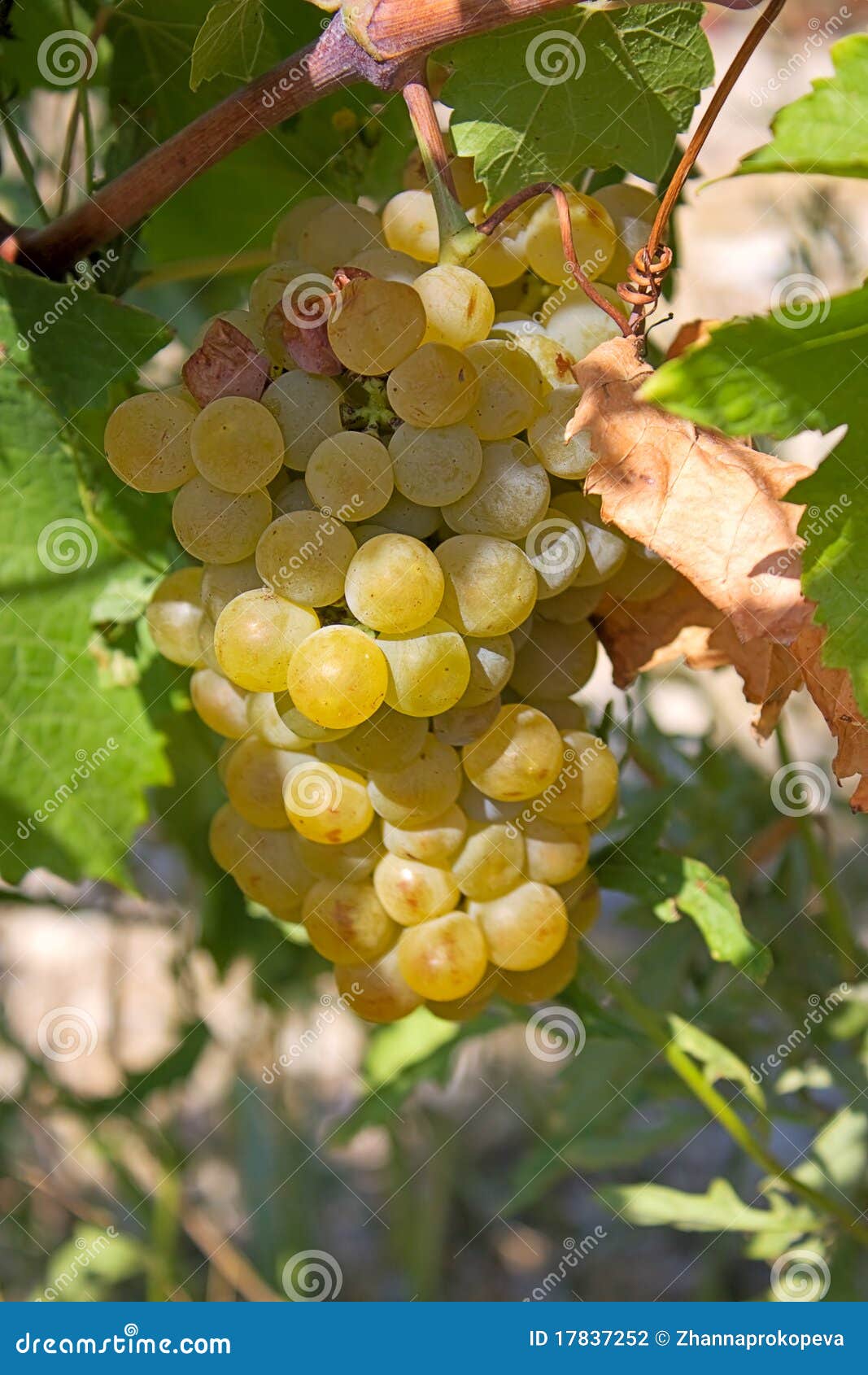 Grape cluster stock photo. Image of fruit, kluster, autumn - 17837252