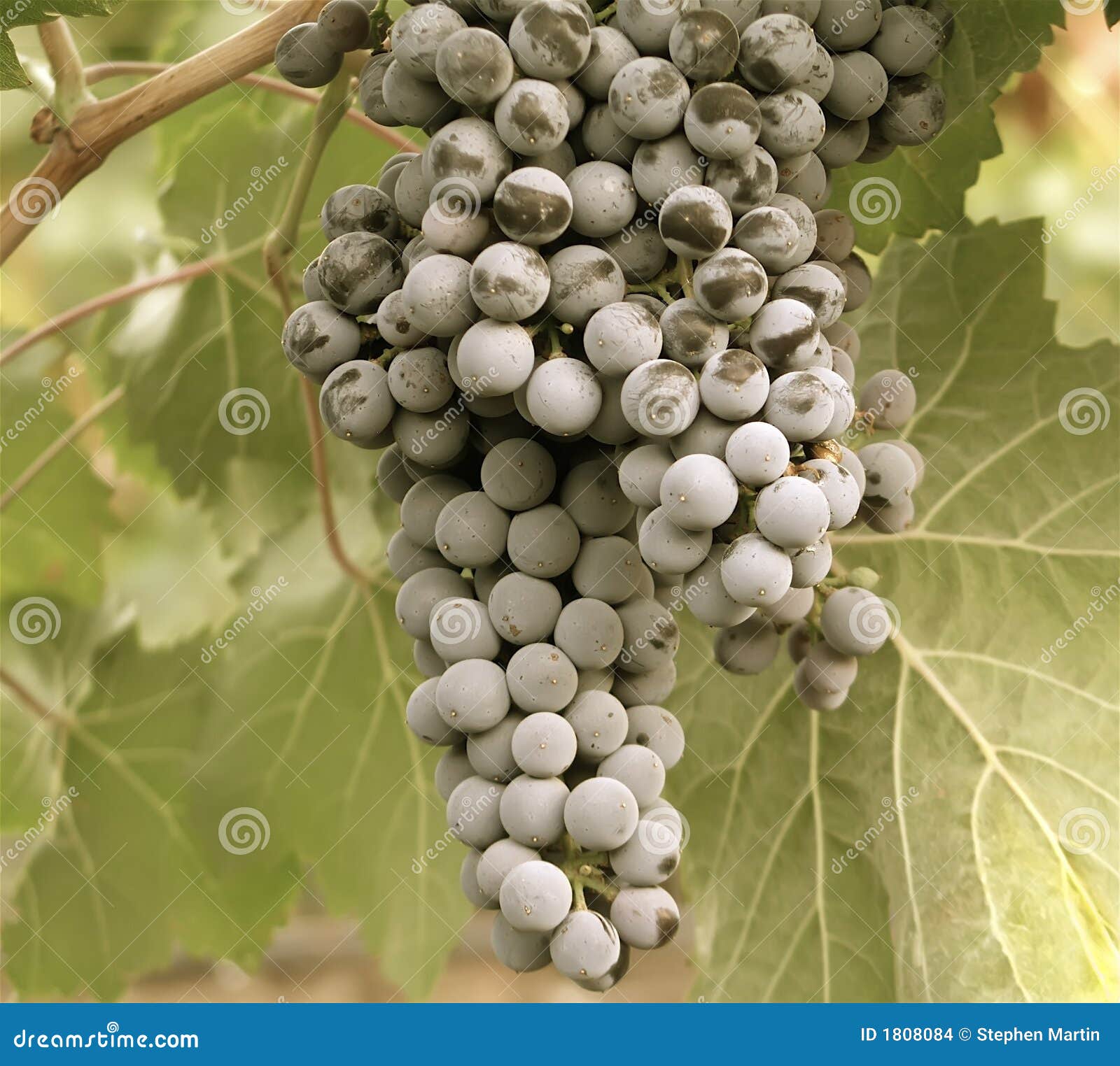 Grape Cluster stock photo. Image of wine, drink, cluster - 1808084 Grape Cluster stock photo. Image of wine, drink, cluster - 1808084