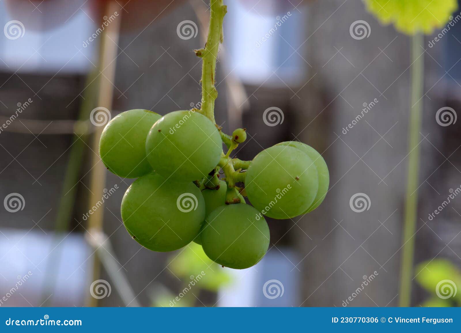 Tiny Cluster of Green Grapes 01 Stock Photo - Image of common, wine ...