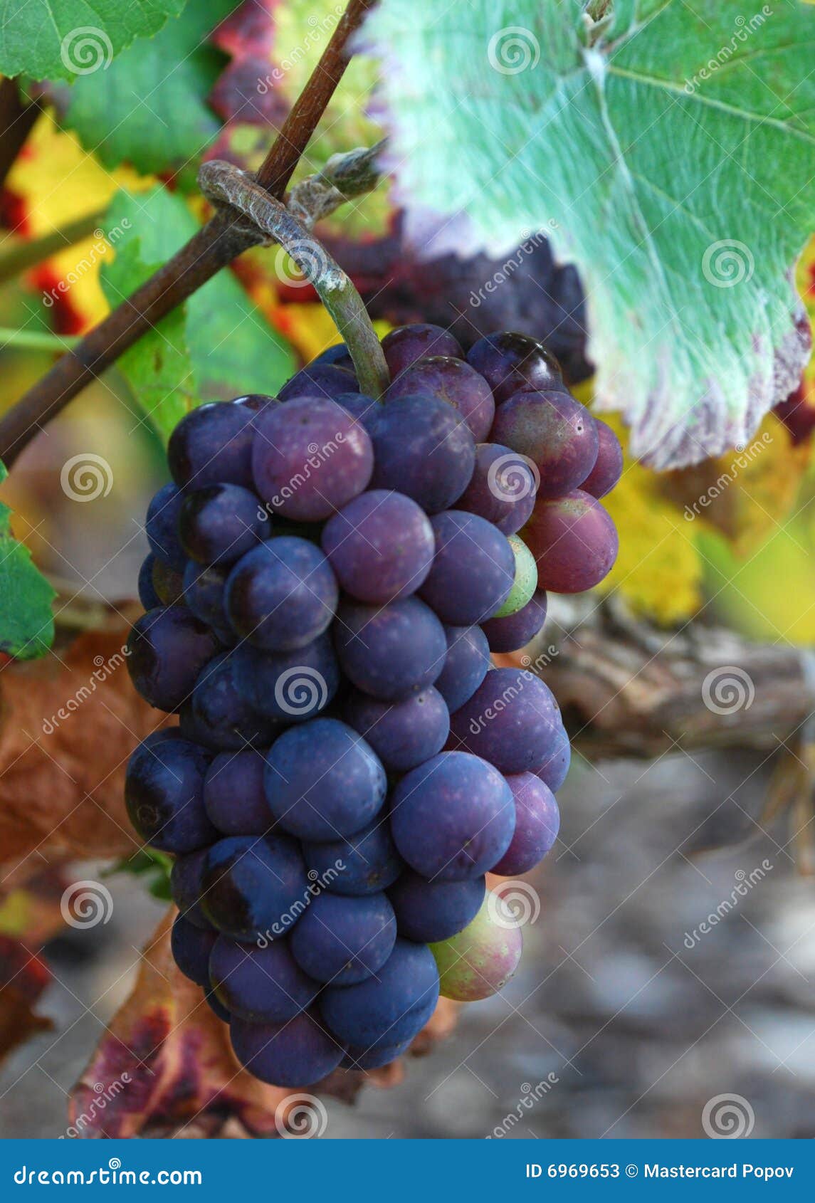 Grape cluster stock image. Image of plant, growing, background - 6969653