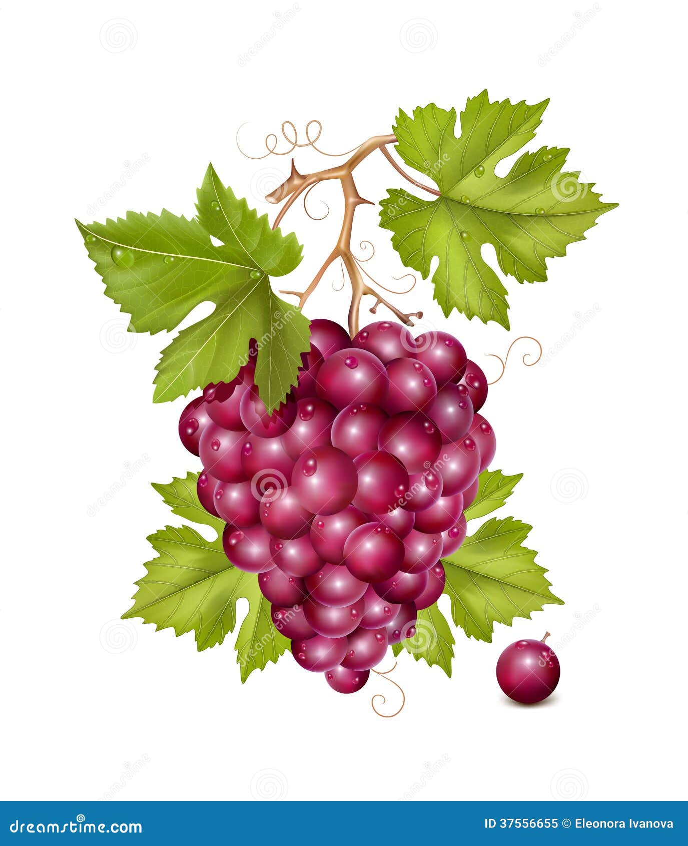 Grape Cluster with Green Leaves and Water Drops. Stock Vector ...