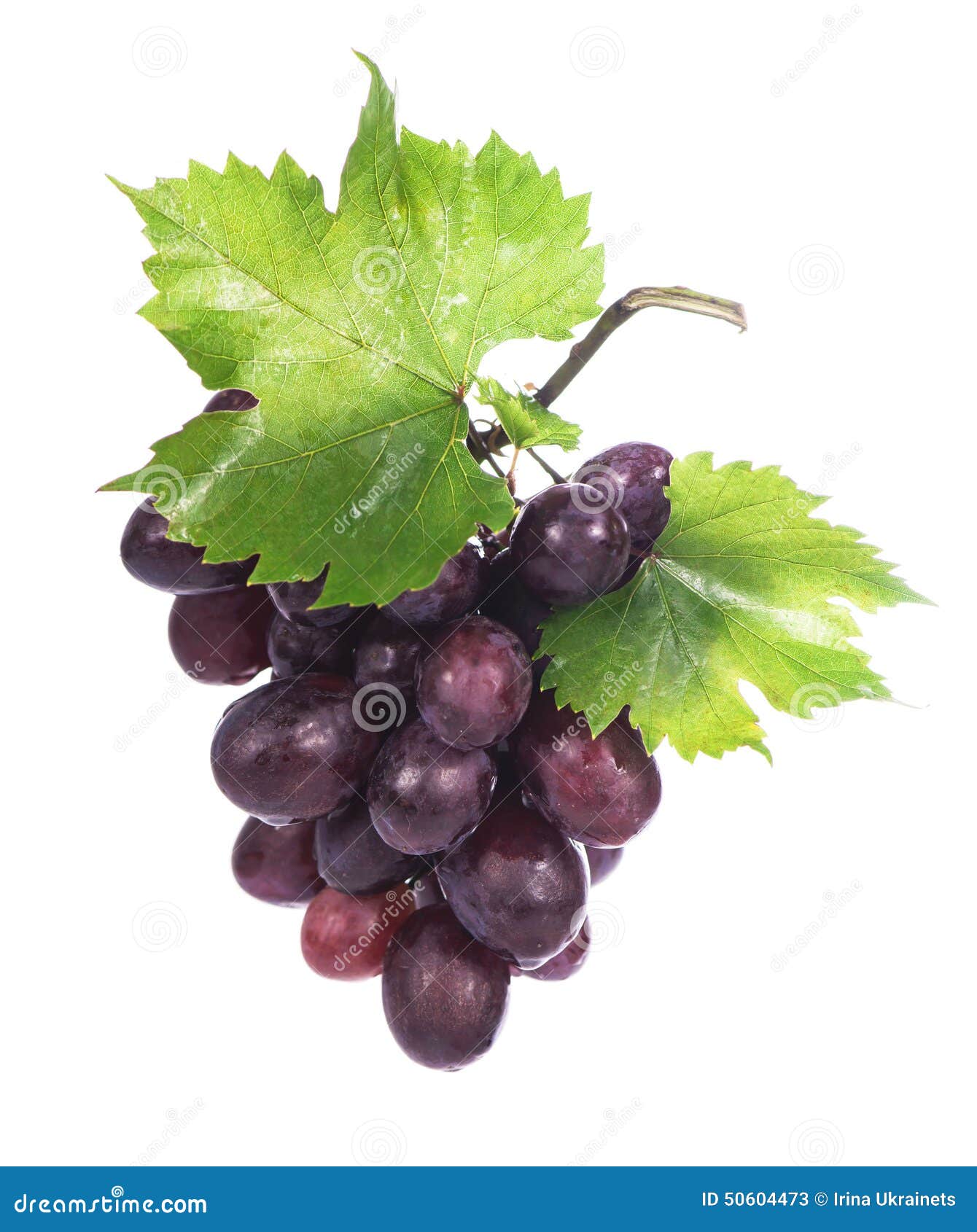 Grape Cluster with Leaves Isolated Stock Image - Image of purple ...
