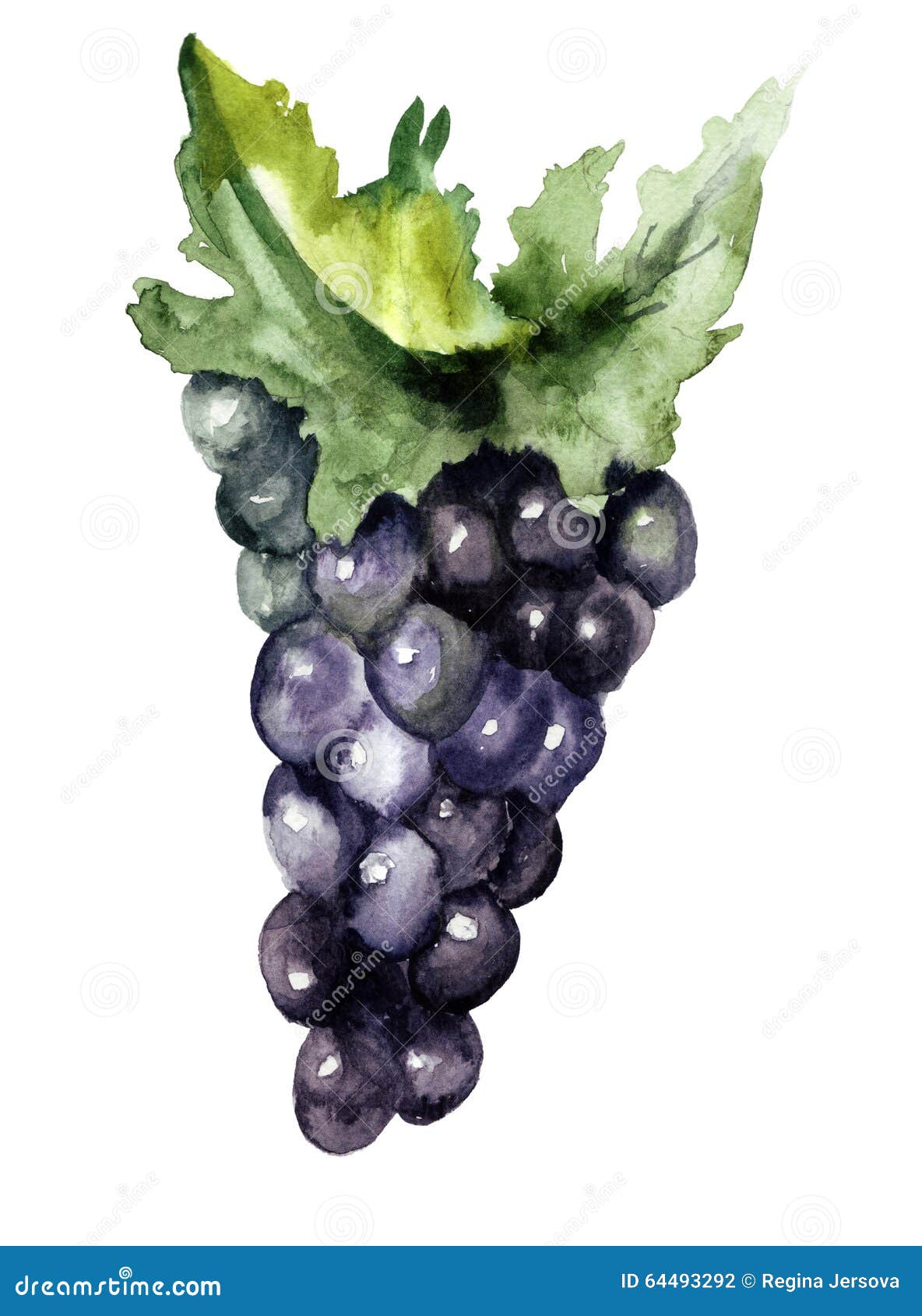 Grape cluster with leaves stock illustration. Illustration of natural ...