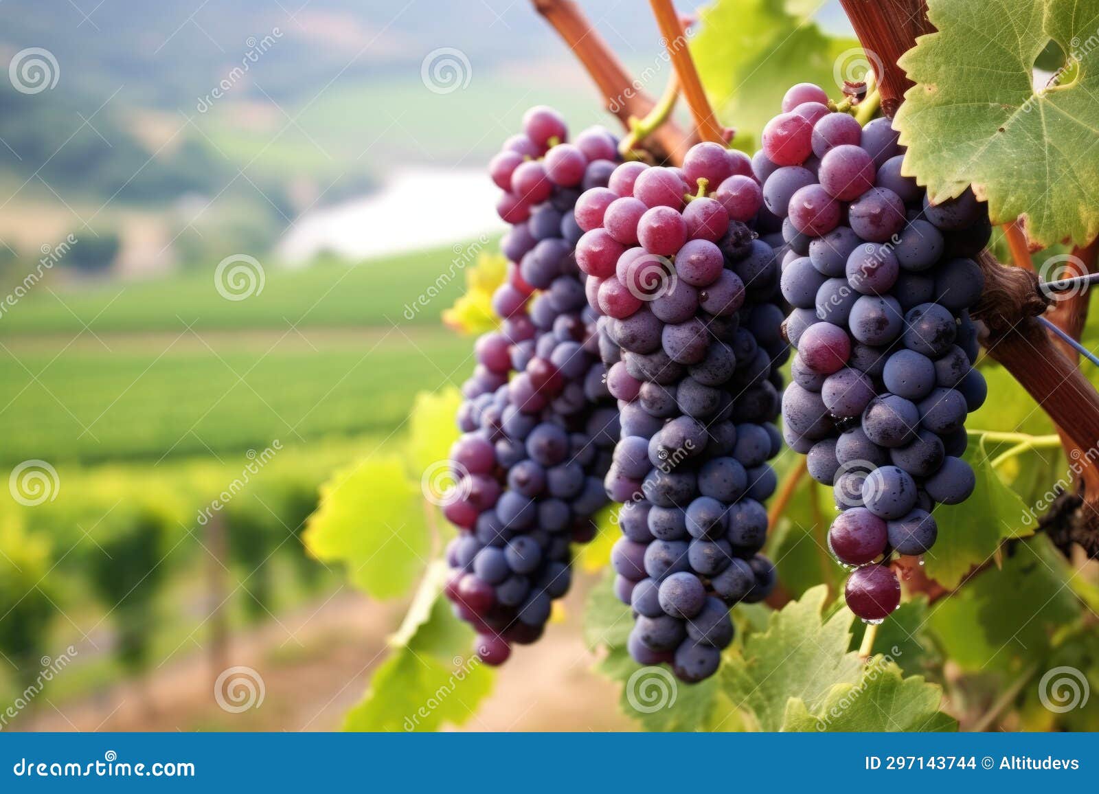Grape Cluster with Vineyard Hill Backdrop Stock Photo - Image of ...