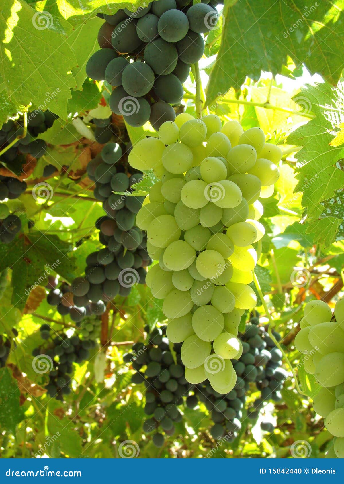 Grape clusters stock photo. Image of agriculture, closeup - 15842440
