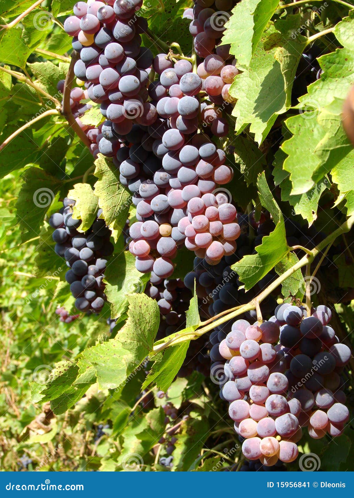 Grape clusters stock image. Image of flora, colorful - 15956841