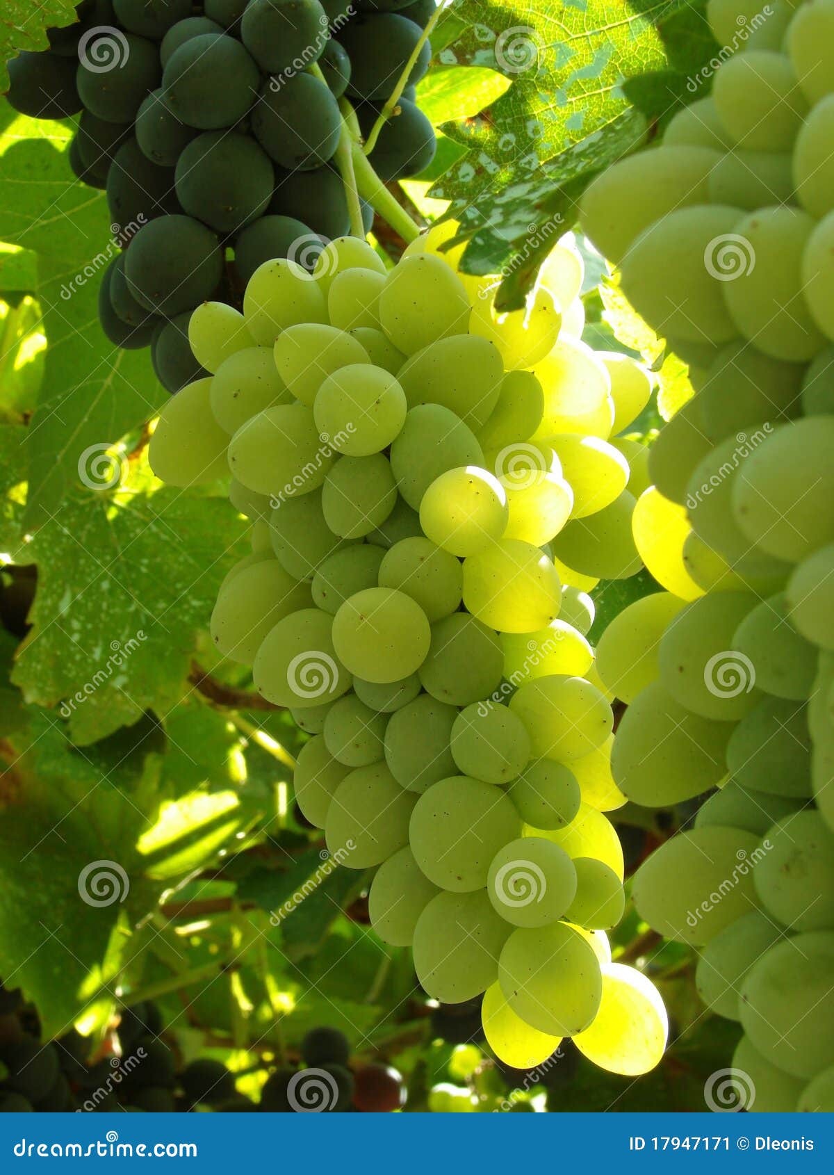Grape clusters stock image. Image of flora, juicy, black - 17947171