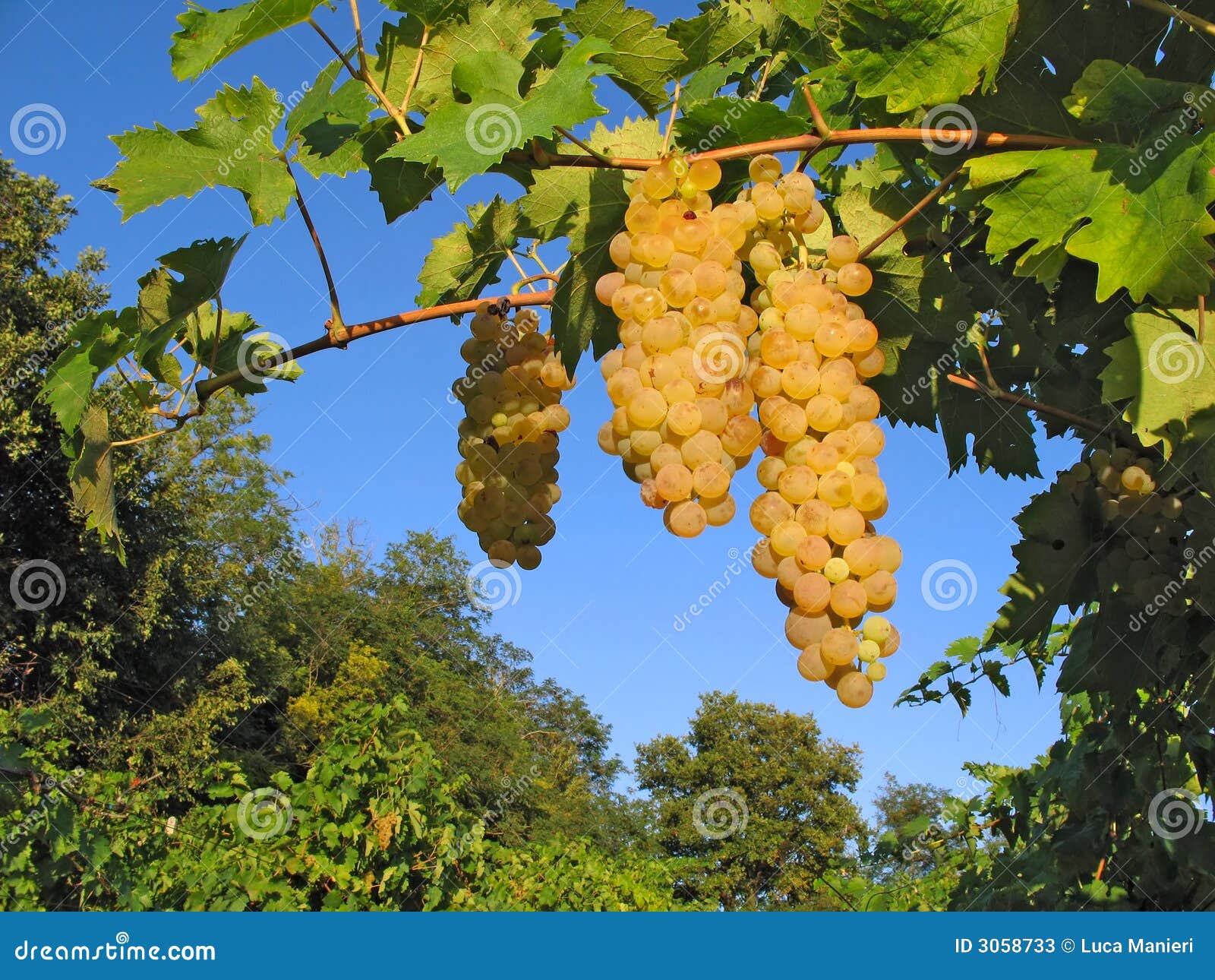 Grape clusters stock image. Image of vine, fruit, closeup - 3058733