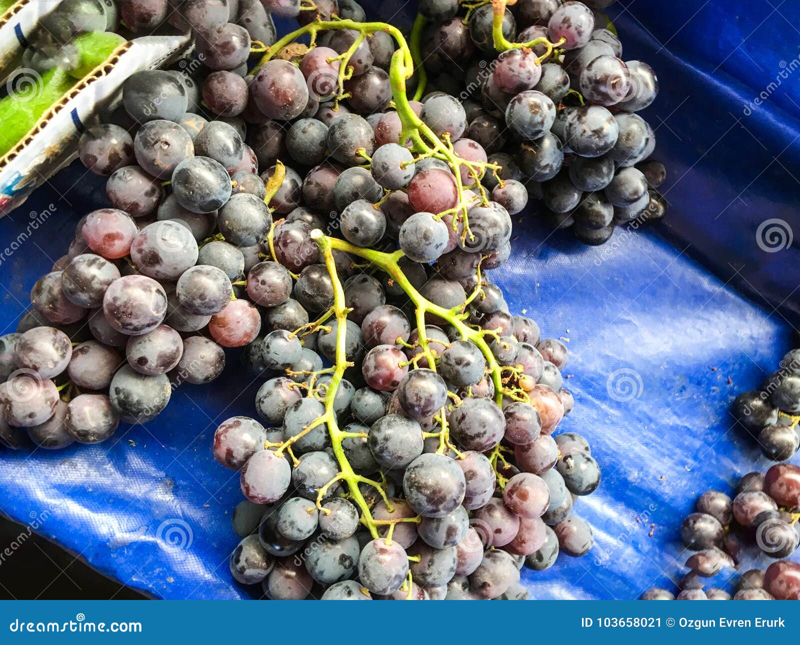 Grape Clusters, Grape Grain Stock Image - Image of alcohol, leaf: 103658021