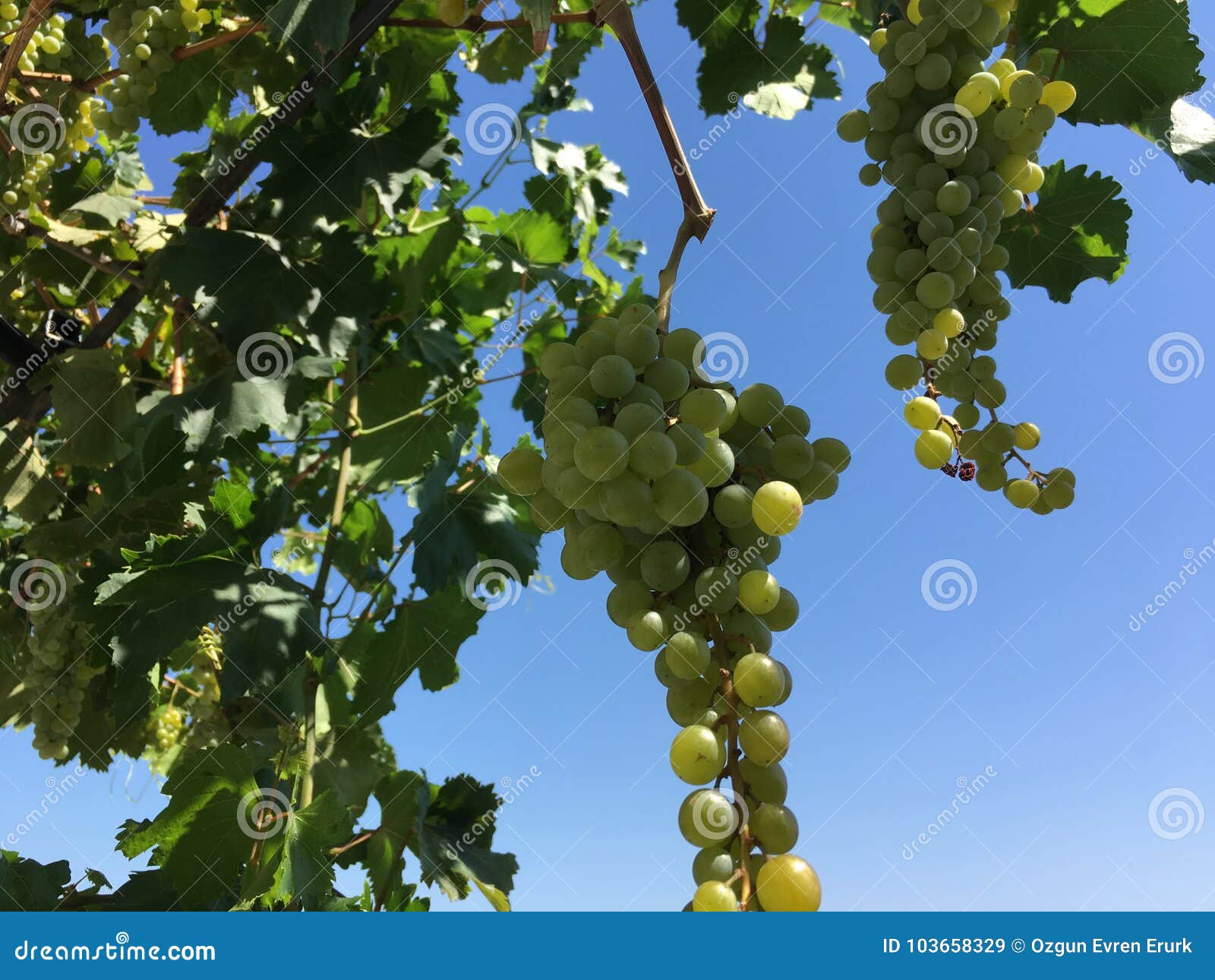 Grape Clusters, Grape Grain Stock Image - Image of design, grape: 103658329